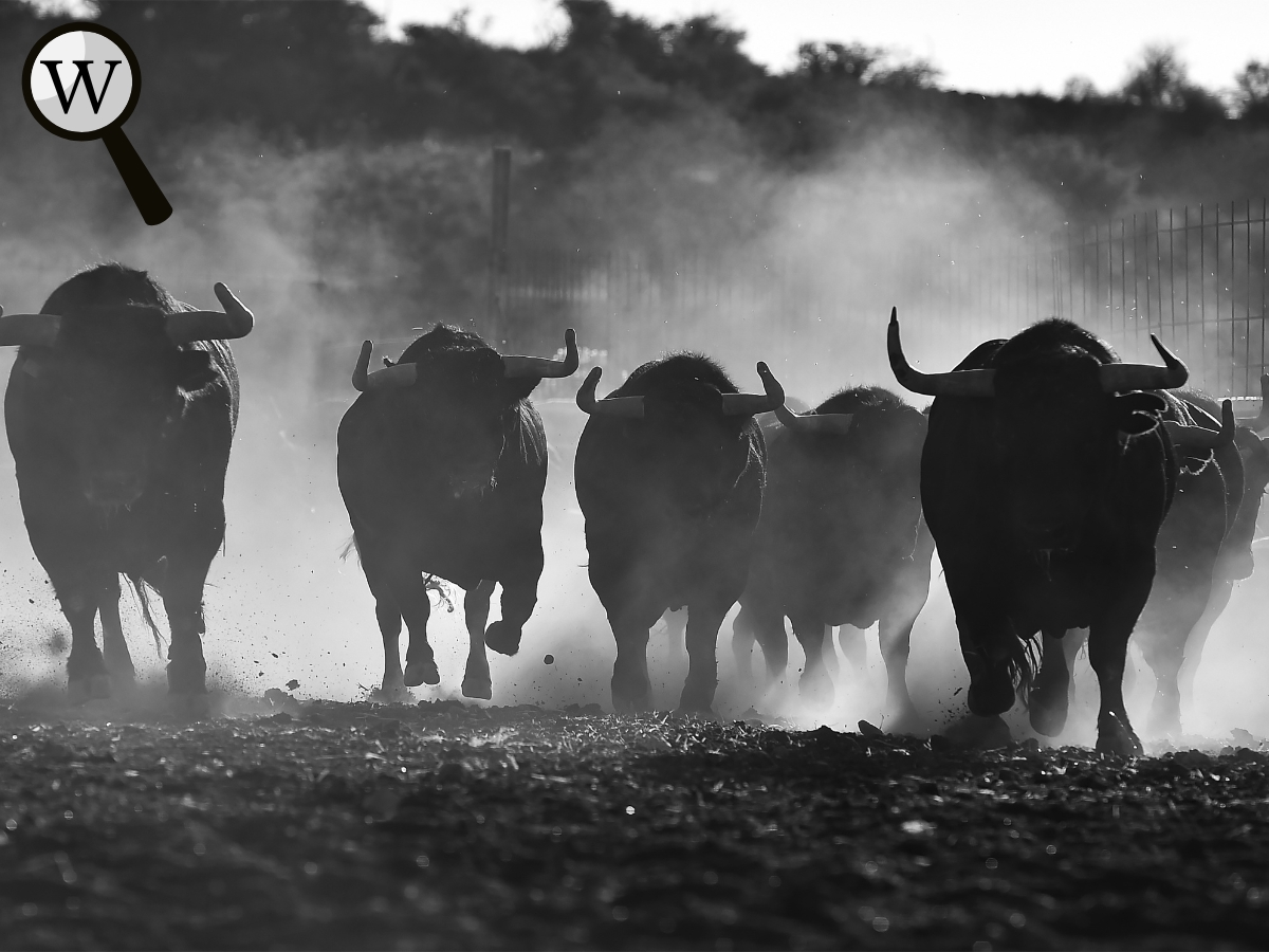 Do Bulls Hate Red? Myths and Facts About Bull Behavior