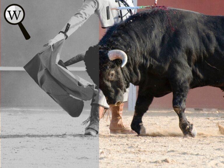 Do Bulls Hate Red? Myths and Facts About Bull Behavior