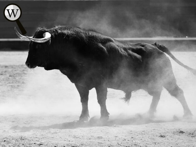 Do Bulls Hate Red? Myths and Facts About Bull Behavior