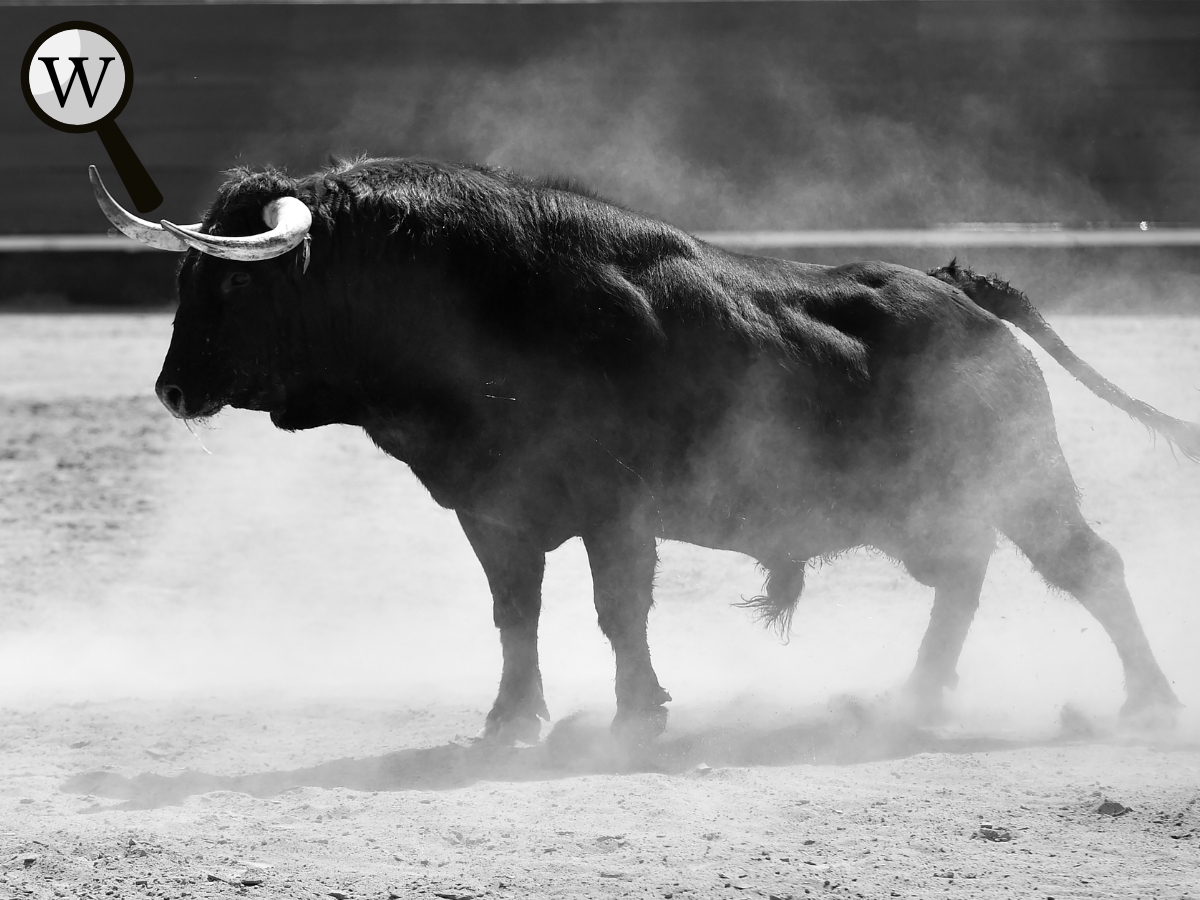 Do Bulls Hate Red? Myths and Facts About Bull Behavior